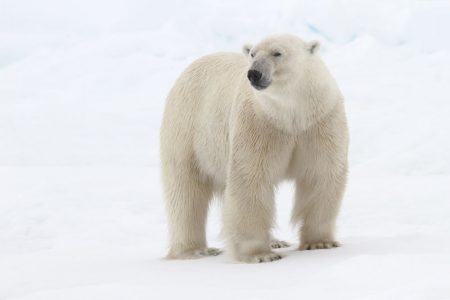 Noah Strycker – Birder At Large