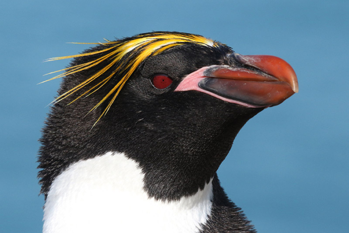 Noah Strycker – Birder At Large